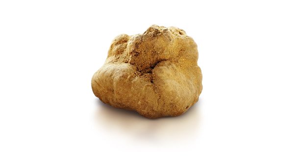 Bianchetto White Truffle (tuber borchii Vitt. or Tuber Albidum Pico ...